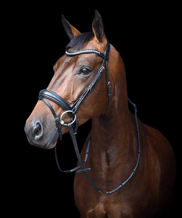 Anatomical Bridles | Vortex Equestrian