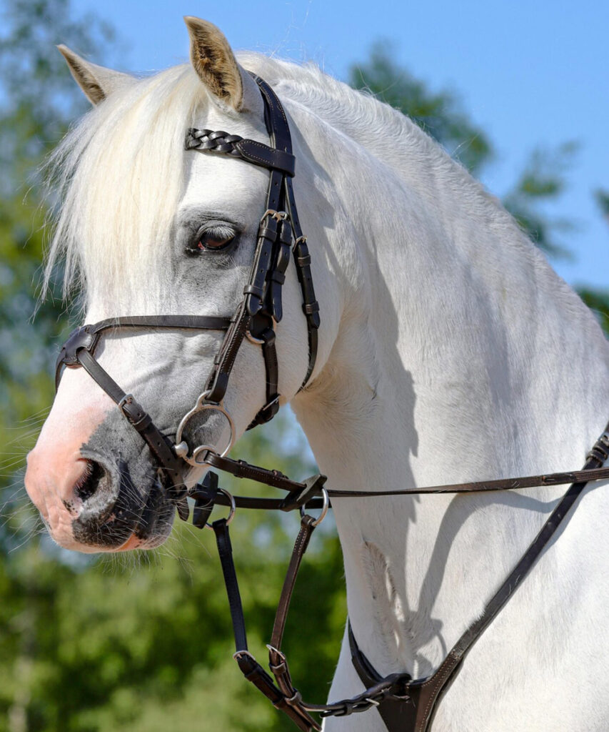 Vortex Gatcombe Grackle | Vortex Equestrian