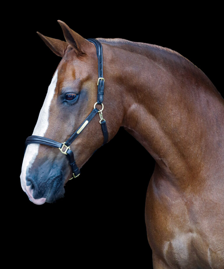 Vortex Anatomical Headcollar | Engraved Leather Headcollar